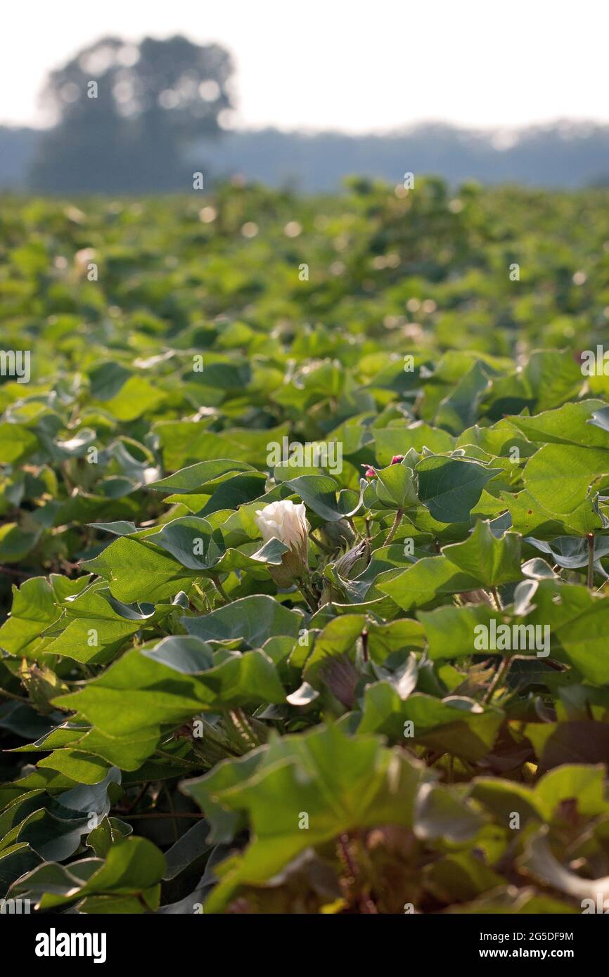 Cotton plant pinhead square flower hi-res stock photography and images ...