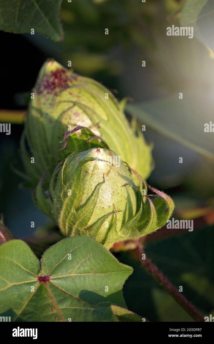 Cotton plants pinhead hi-res stock photography and images - Alamy