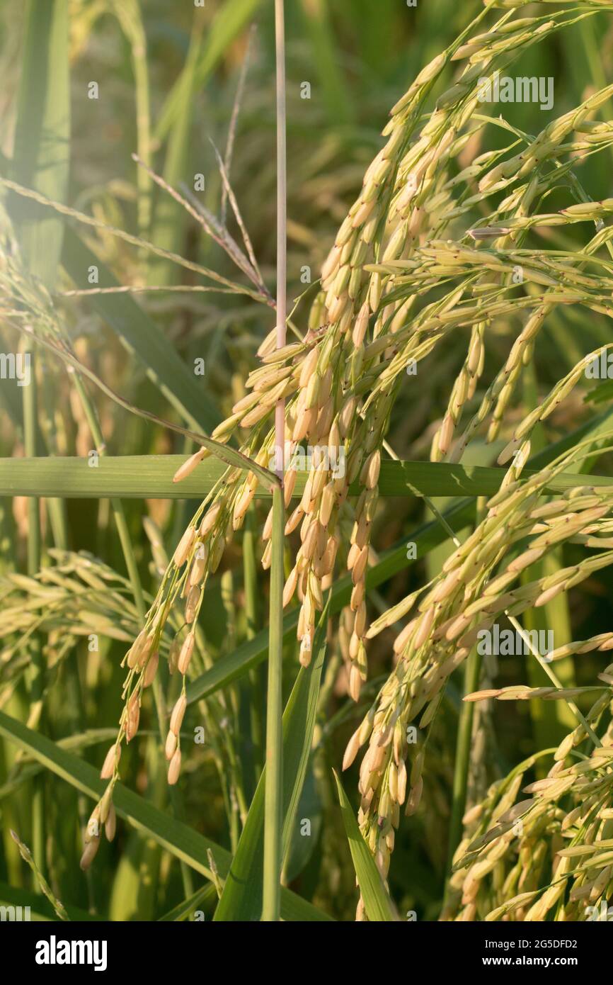 Close Up View of Green Rice Fields Stock Photo - Alamy