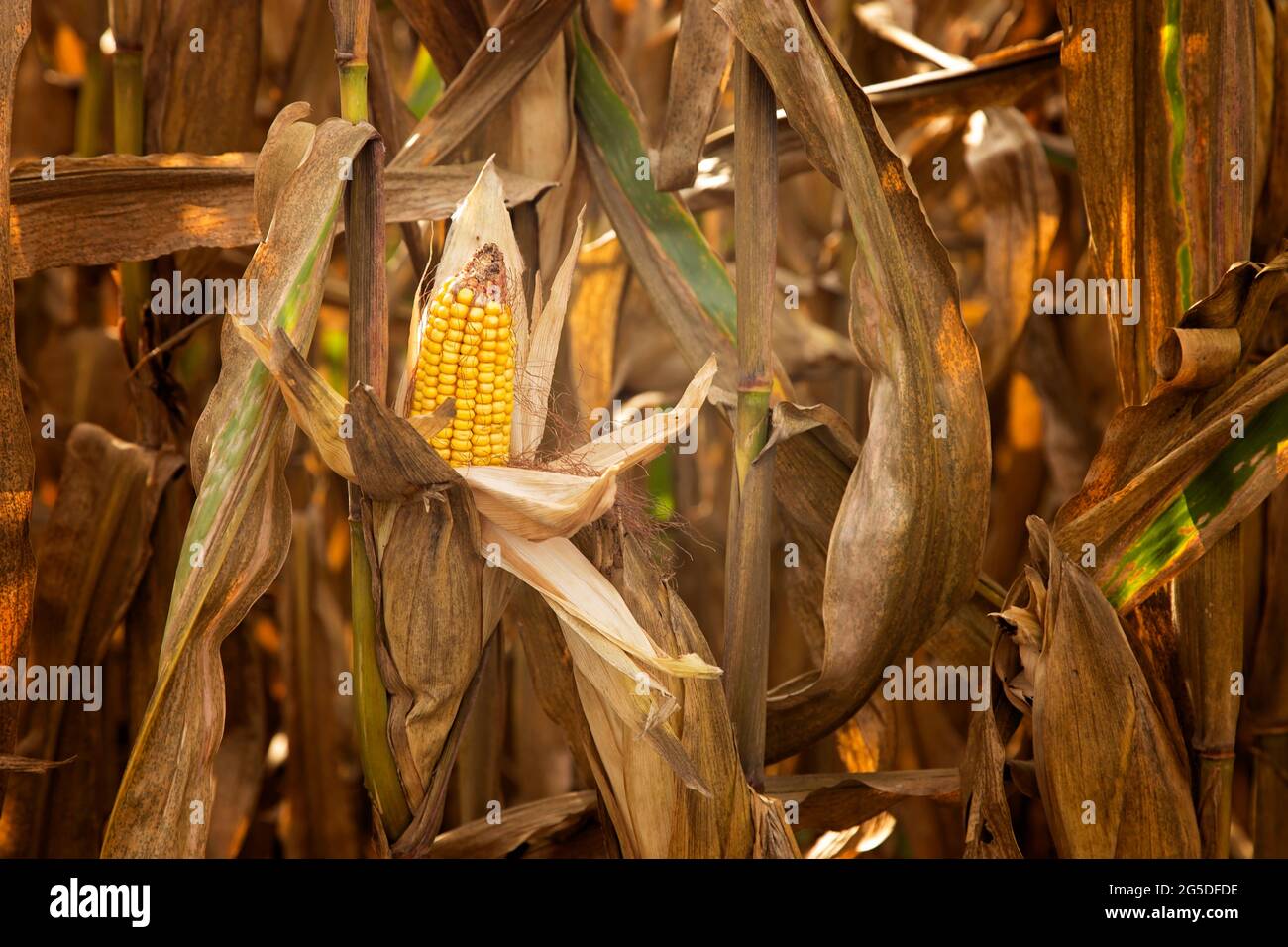Dried whole corn kernals hi-res stock photography and images - Alamy