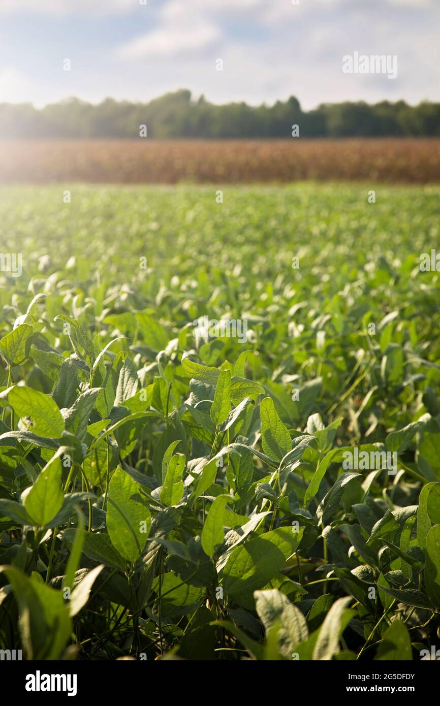 Soybean harvest asia hi-res stock photography and images - Alamy