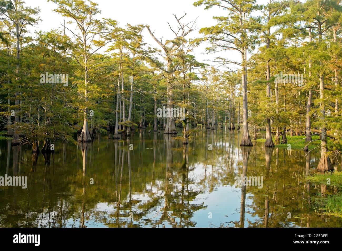 Beautiful bayou hi-res stock photography and images - Alamy