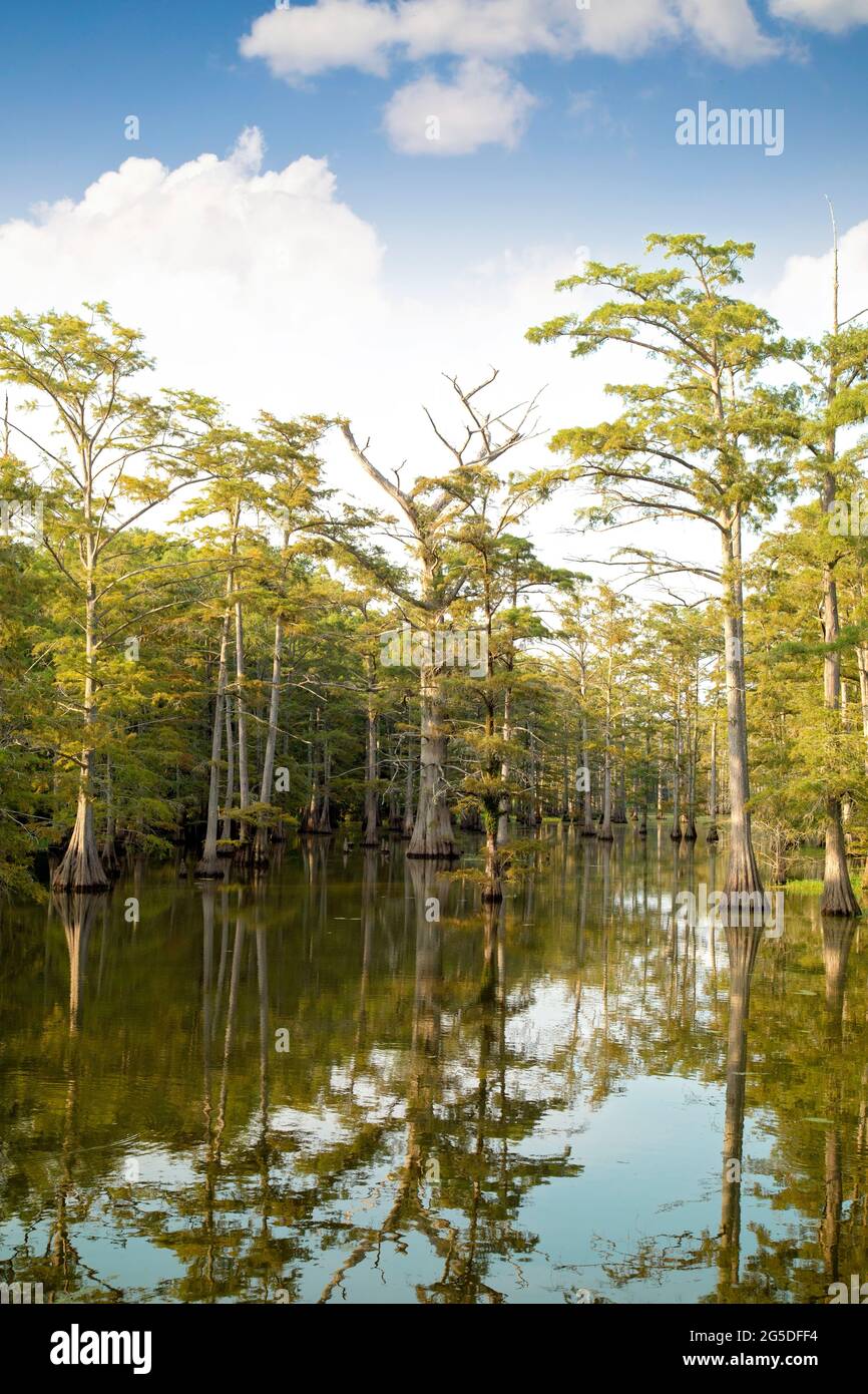 Beautiful bayou hi-res stock photography and images - Alamy