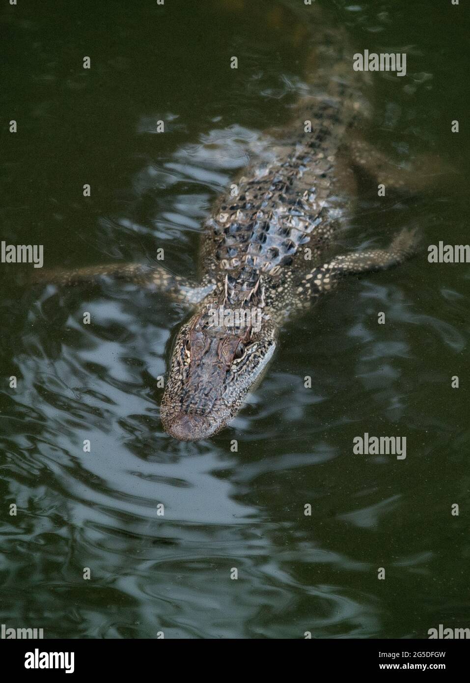 A Young Alligator in the Water Stock Photo - Alamy
