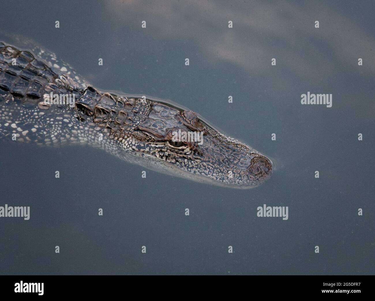 A Young Alligator in the Water Stock Photo - Alamy