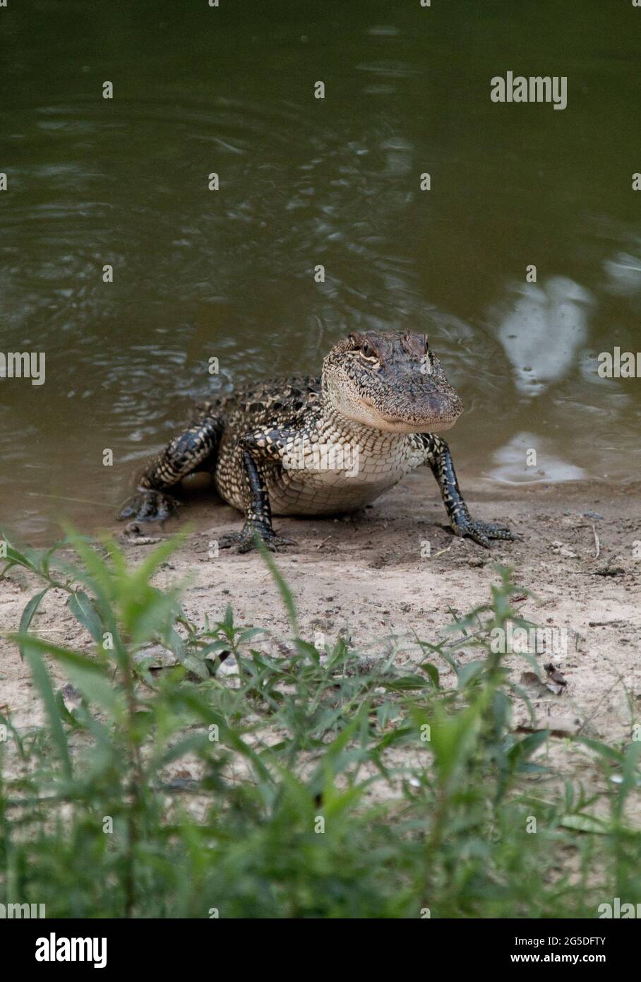Solo alligator hi-res stock photography and images - Alamy