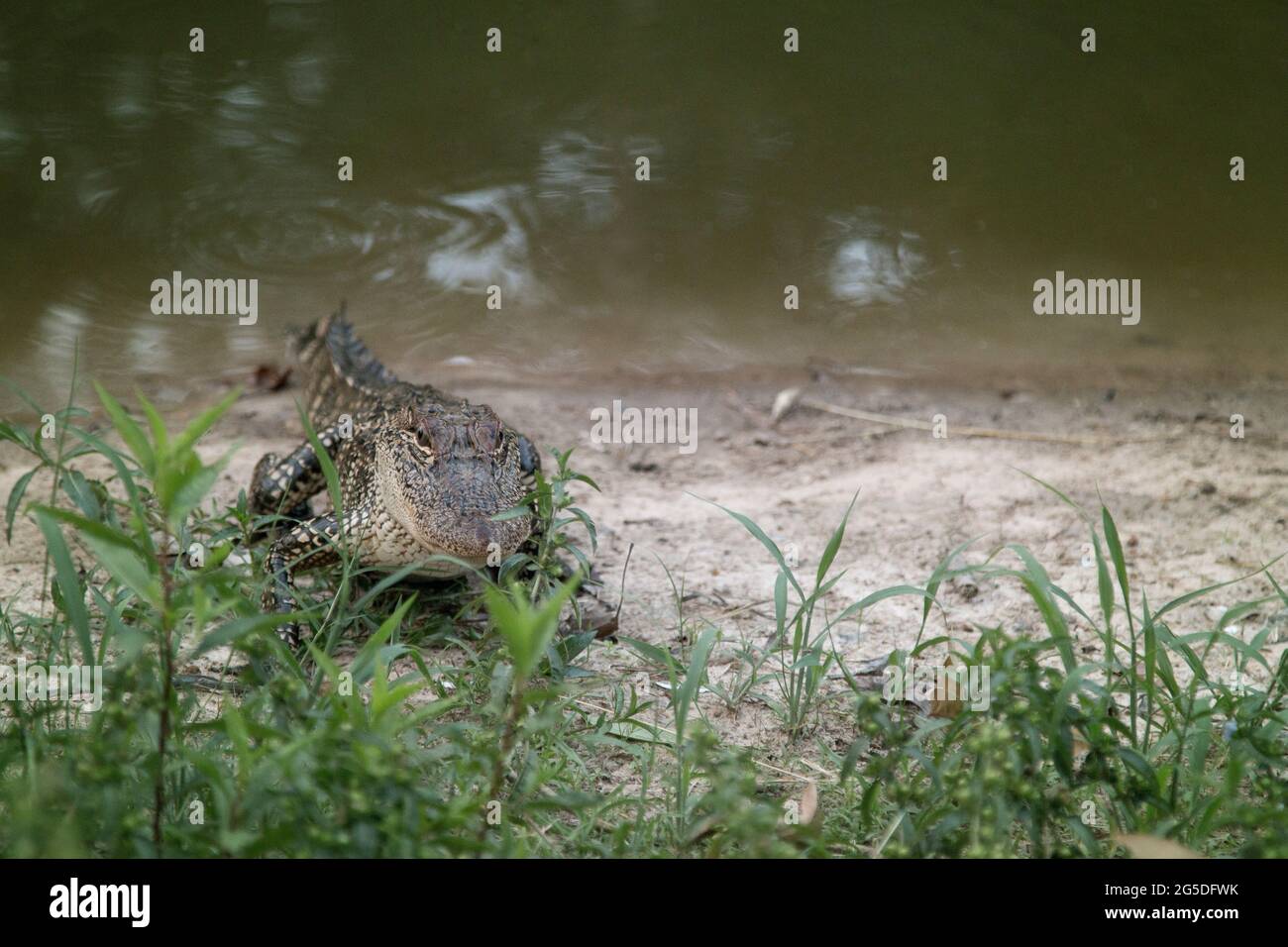 A Young Alligator Next to the Water Stock Photo - Alamy