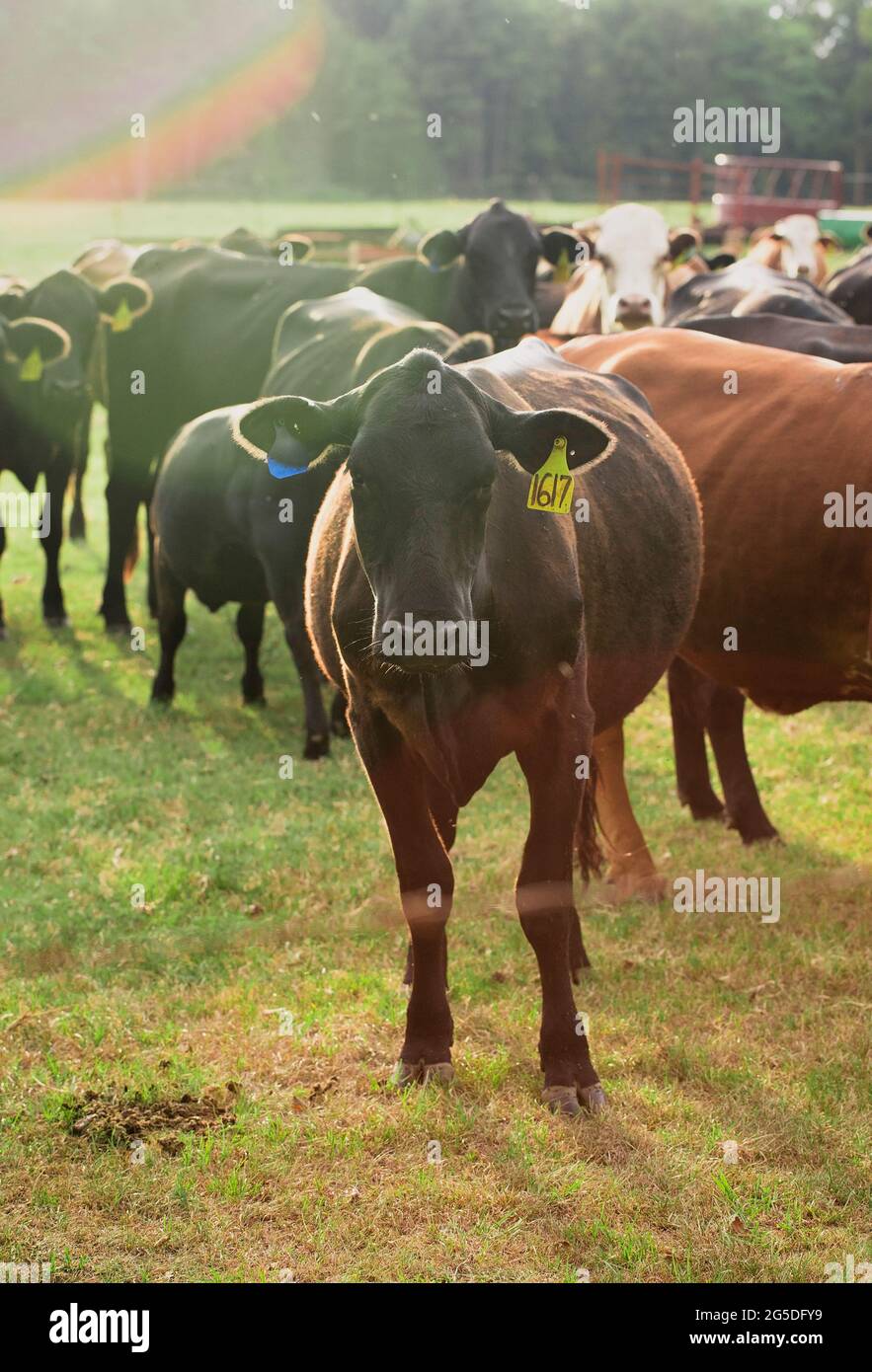 A Heard of Cows in a Field Stock Photo - Alamy