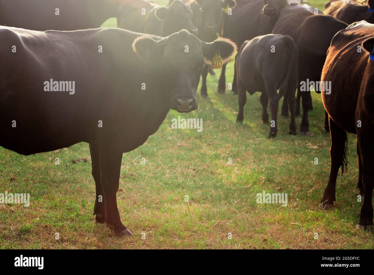 A Heard of Cows in a Field Stock Photo - Alamy