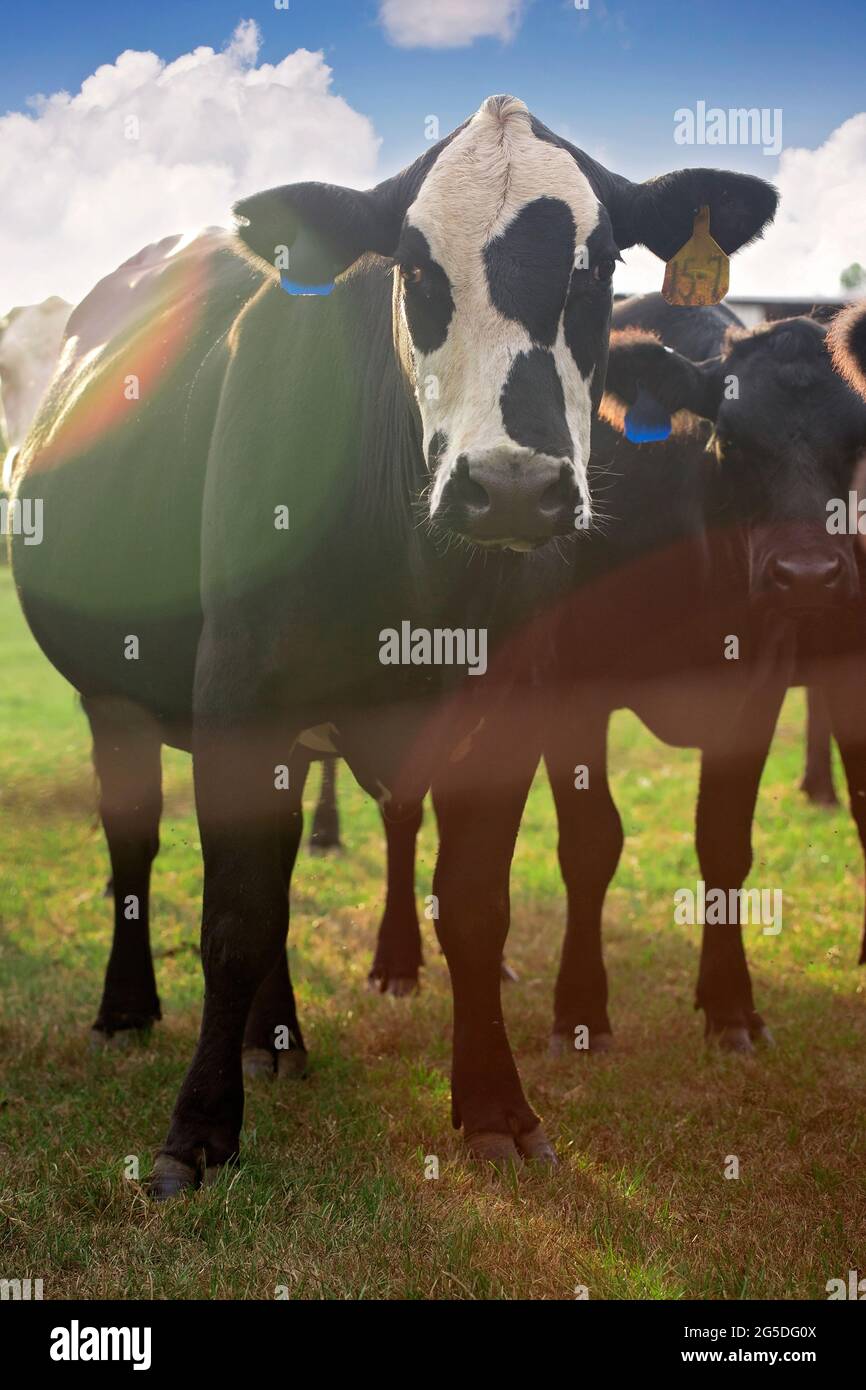 A Heard of Cows in a Field Stock Photo - Alamy
