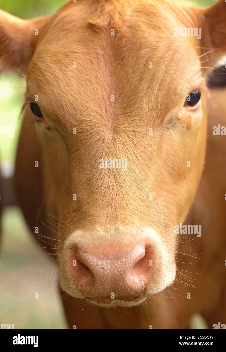 Calf leather texture hi-res stock photography and images - Alamy