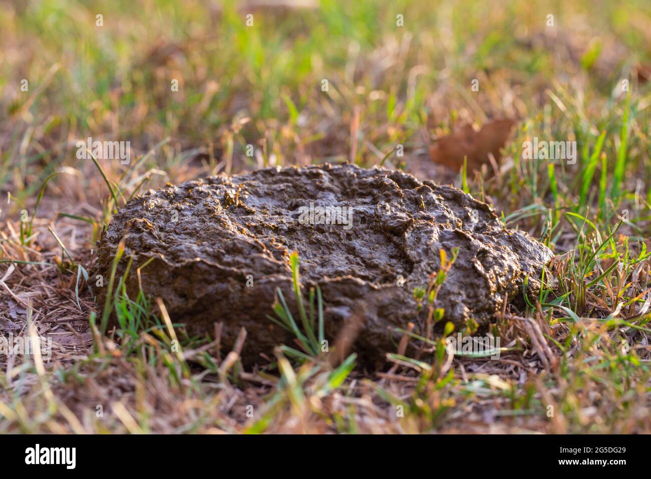Fresh Cow Patty in a Field Stock Photo - Alamy