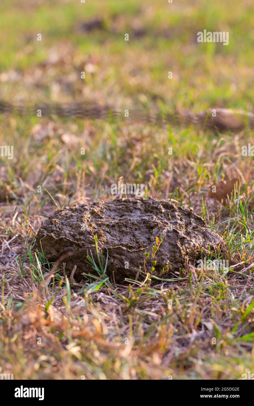 Fresh Cow Patty in a Field Stock Photo - Alamy