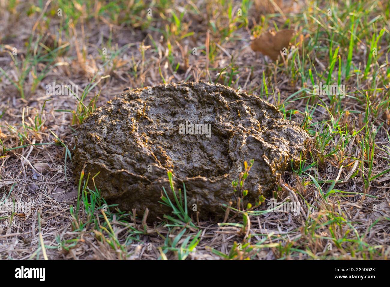 Fresh Cow Patty in a Field Stock Photo - Alamy