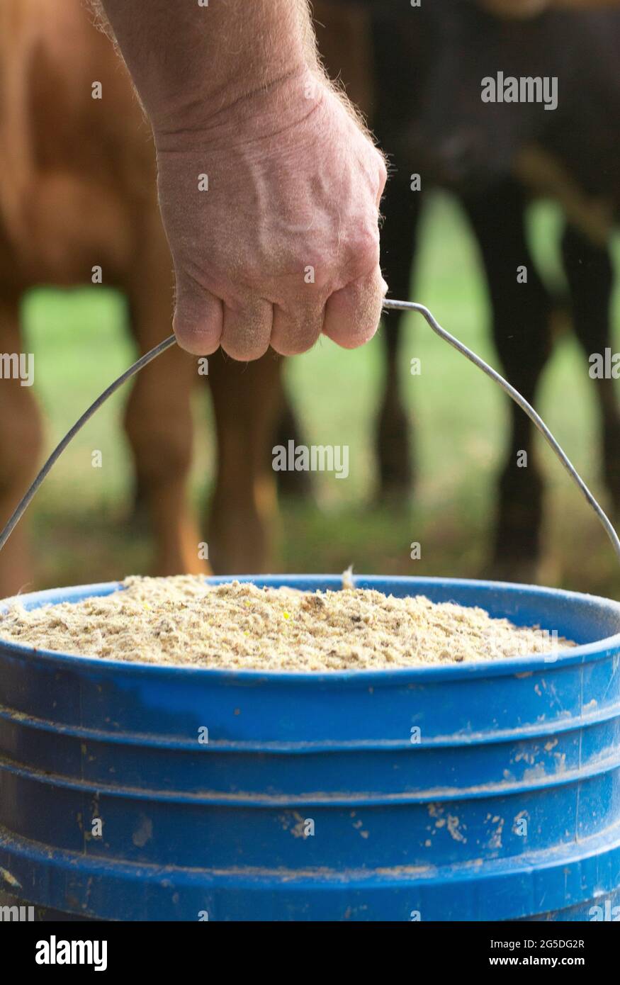 Farmer feed animal bucket hi-res stock photography and images - Alamy