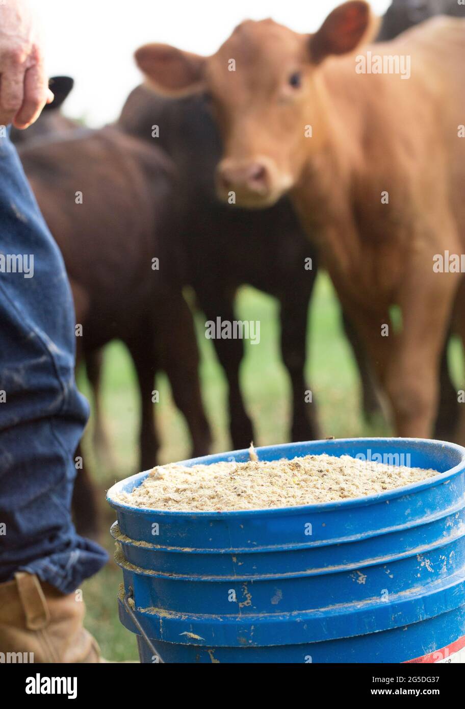 Mom and baby cows hi-res stock photography and images - Alamy
