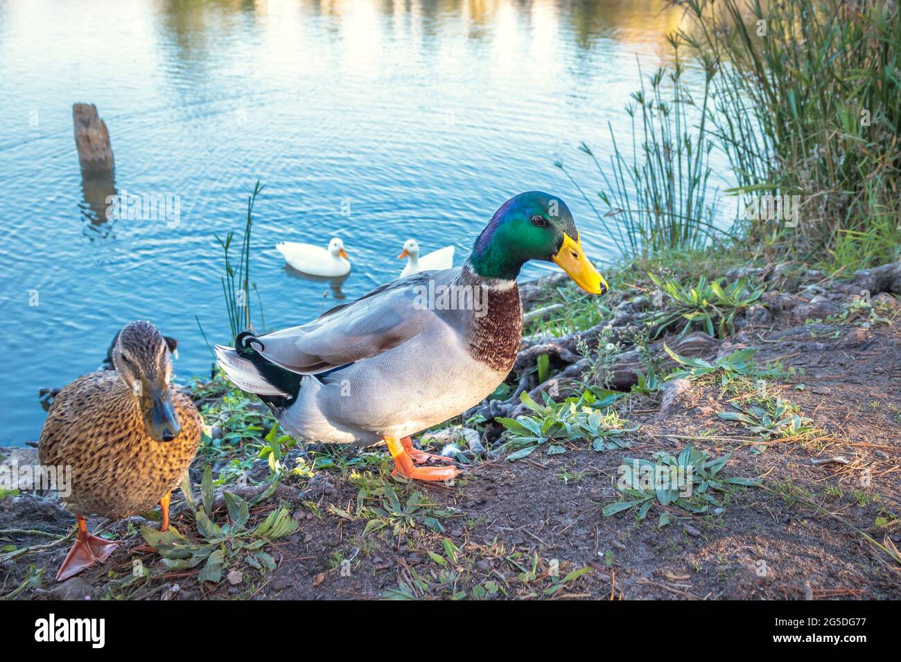 View of female and male Mallard ducks around a lake, Cape Town, South ...