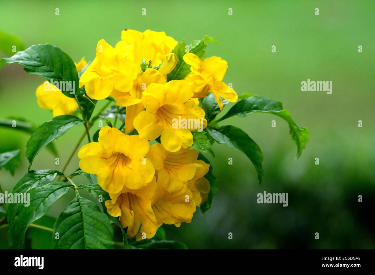 Tecoma stan flowers Stock Photo - Alamy