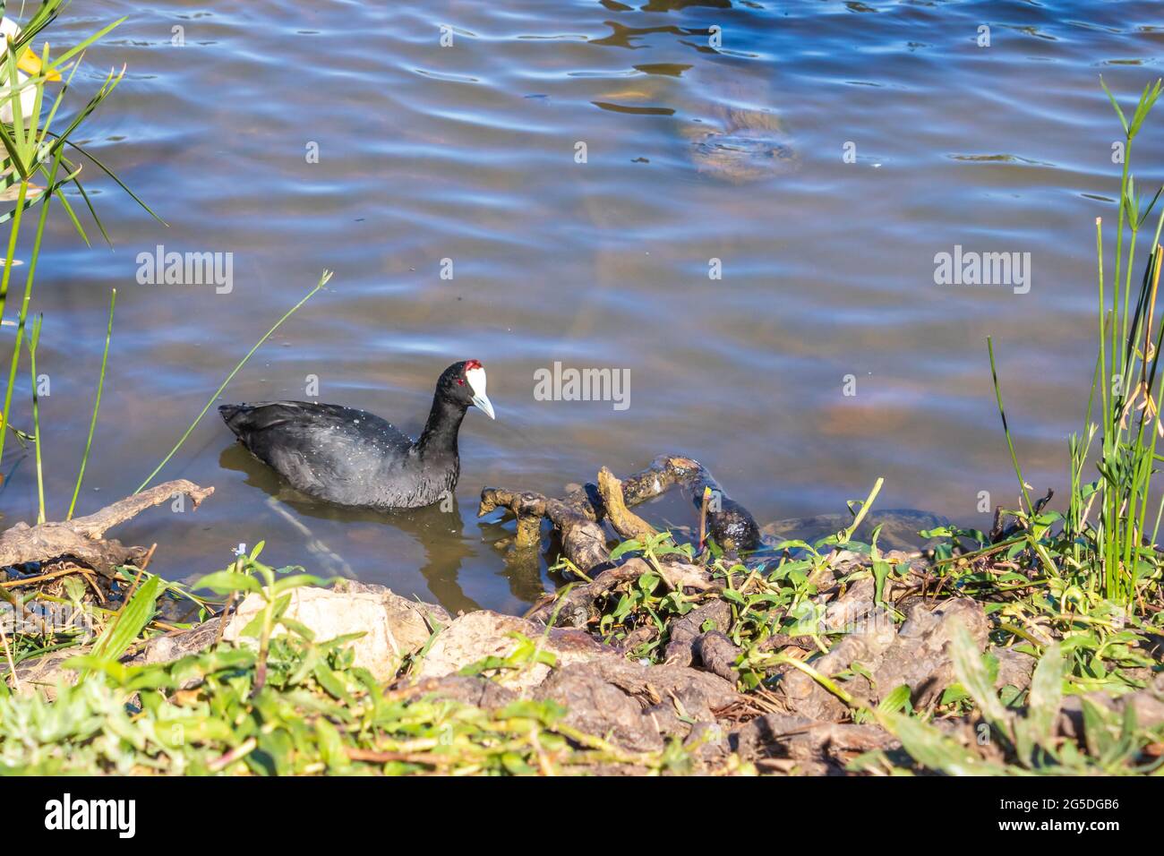 Crested coot bird hi-res stock photography and images - Alamy
