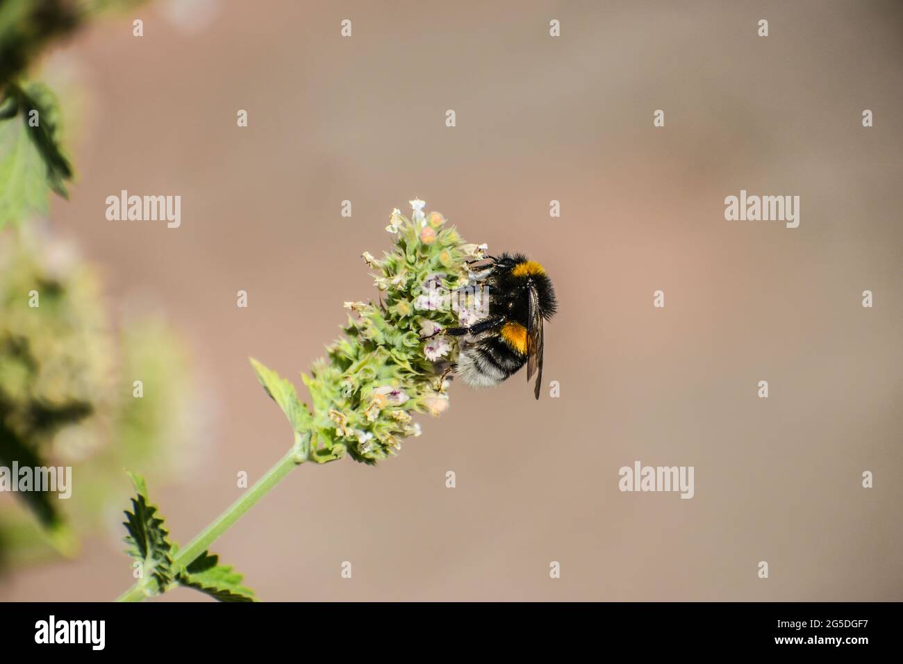 Insect bee eating pollen Stock Photo - Alamy