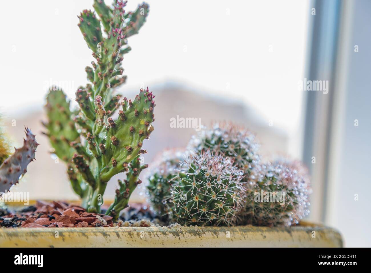 Colorful set various potted hi-res stock photography and images - Alamy