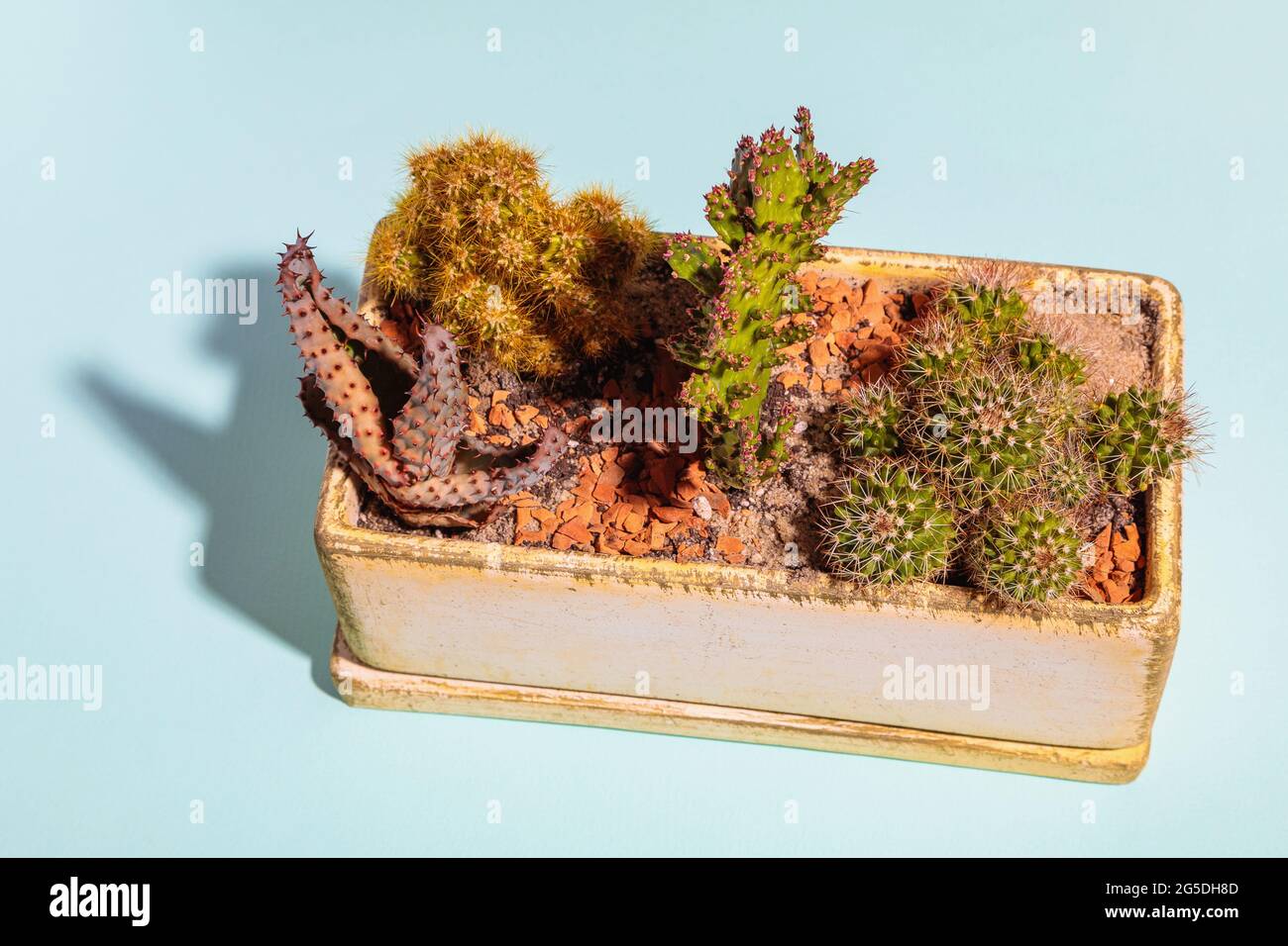 A set of cactus flowers in one pot. Composition from cacti. Close-up ...