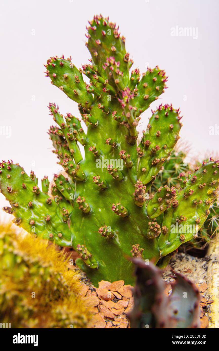 Flat cactus flower with pink needles. Indoor plant. Close-up Stock ...