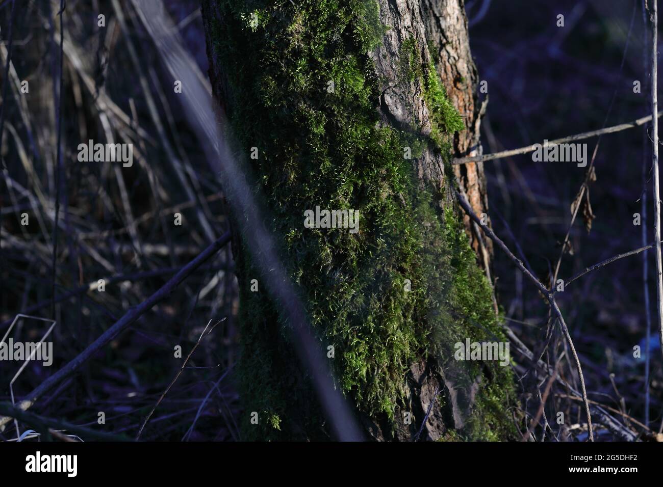 A tree overgrown with moss in a suburban forest Stock Photo - Alamy