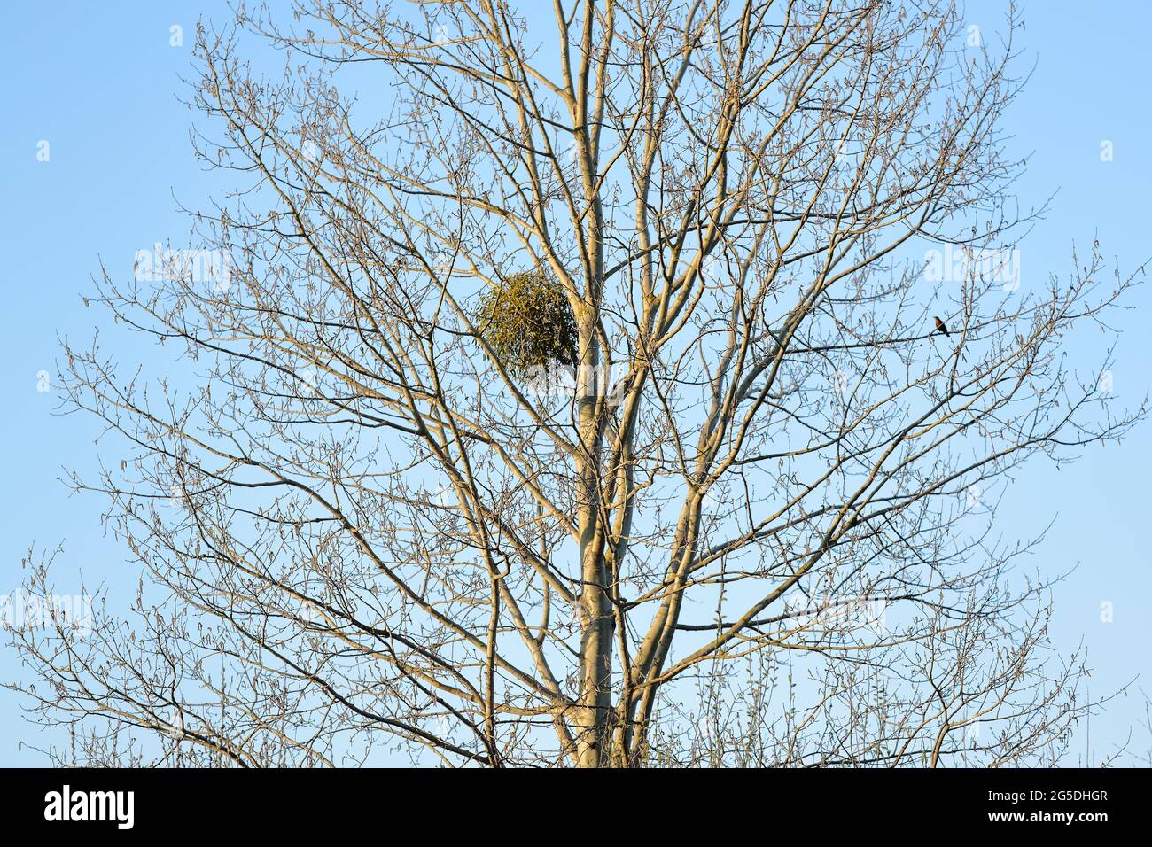 The mistletoe parasitizes the tree in early spring Stock Photo - Alamy