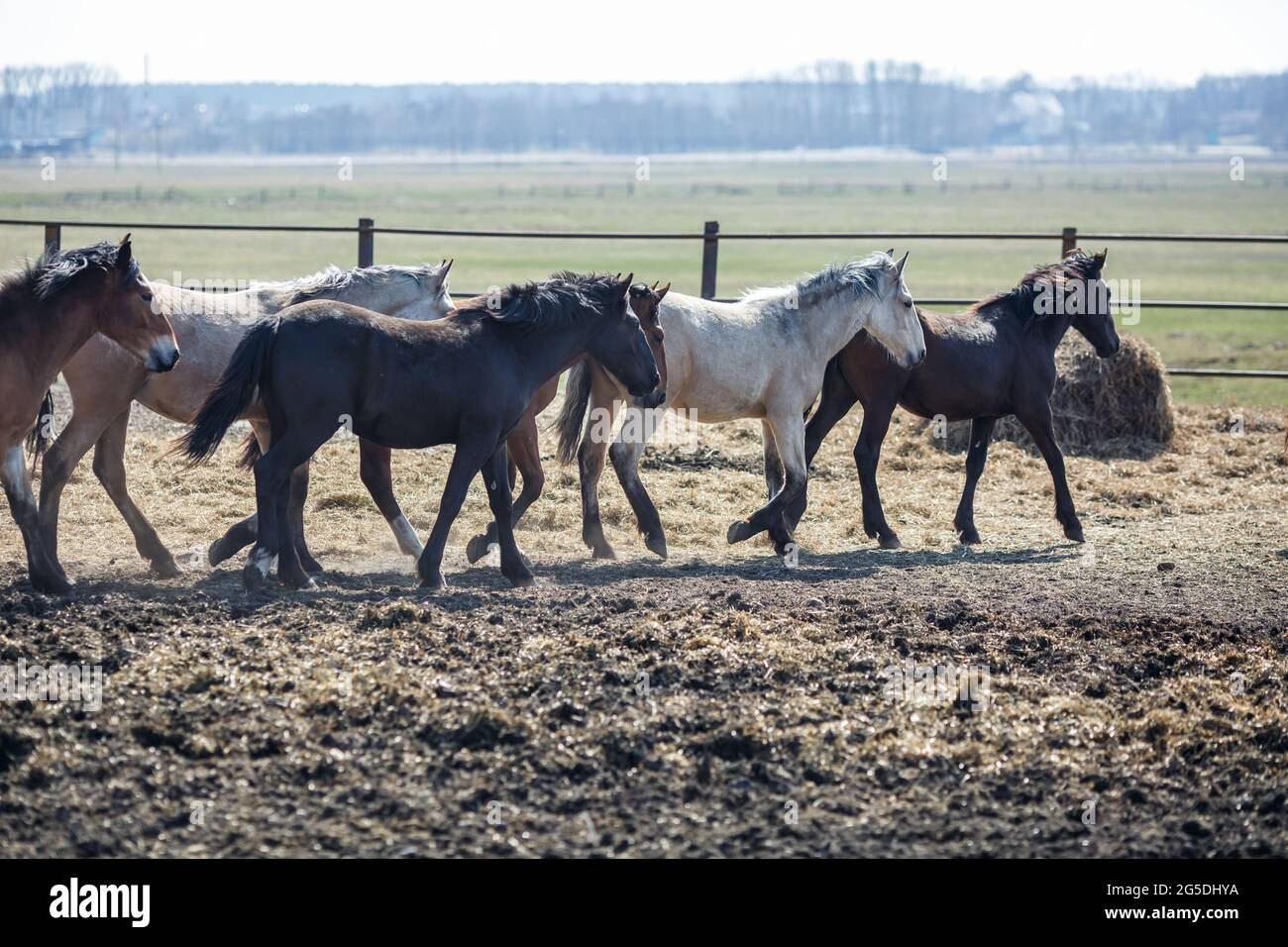 huge herd of horses in the field. Belarusian draft horse breed. symbol ...