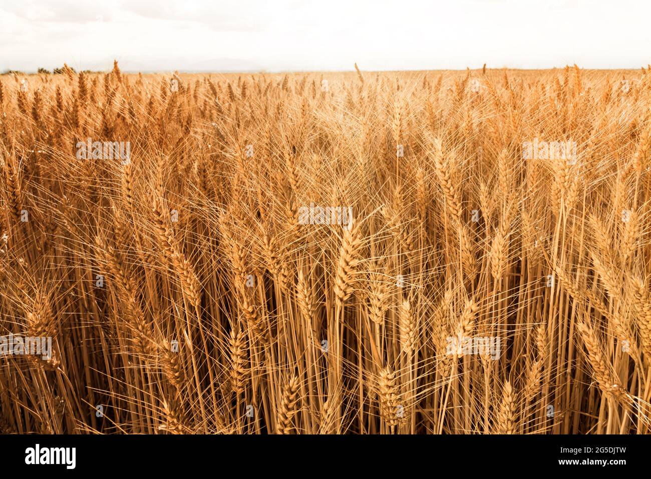 Golden Wheat Field High Resolution