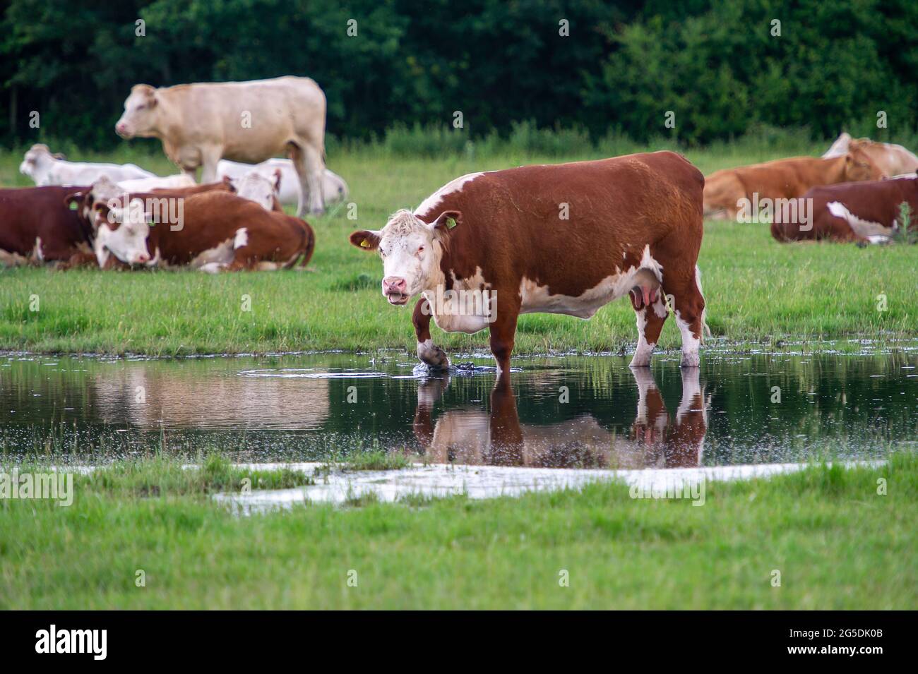 Cattle flooding hi-res stock photography and images - Alamy