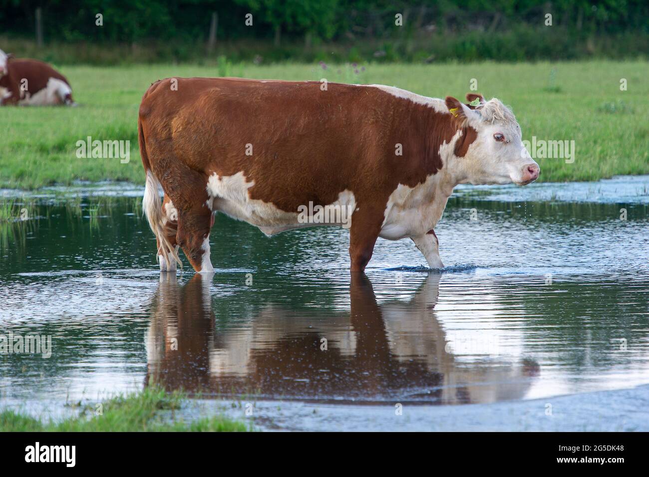 Cattle flooding hi-res stock photography and images - Alamy