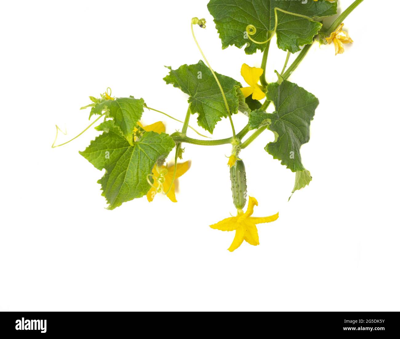 Cucumber plant. Cucumber with leafs and flowers isolated on white ...