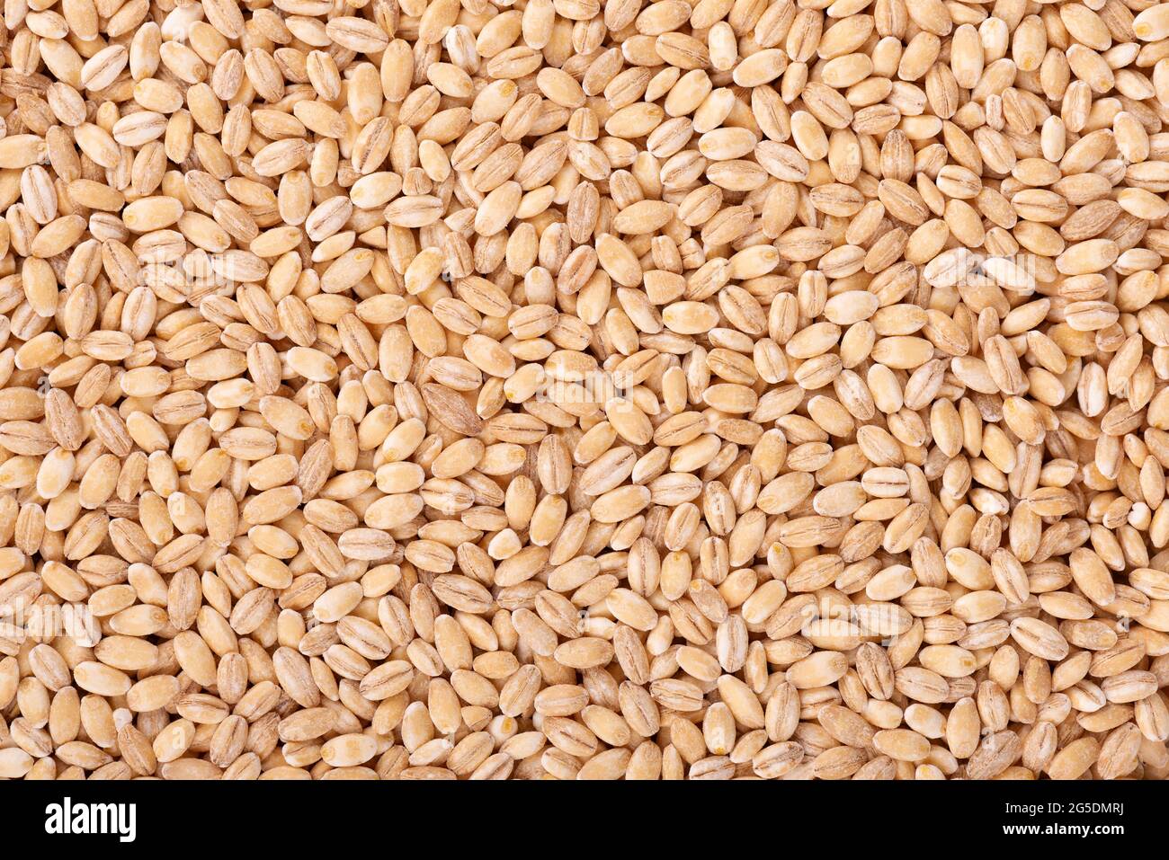 Pearl barley grains background. Barley seed close up Stock Photo - Alamy
