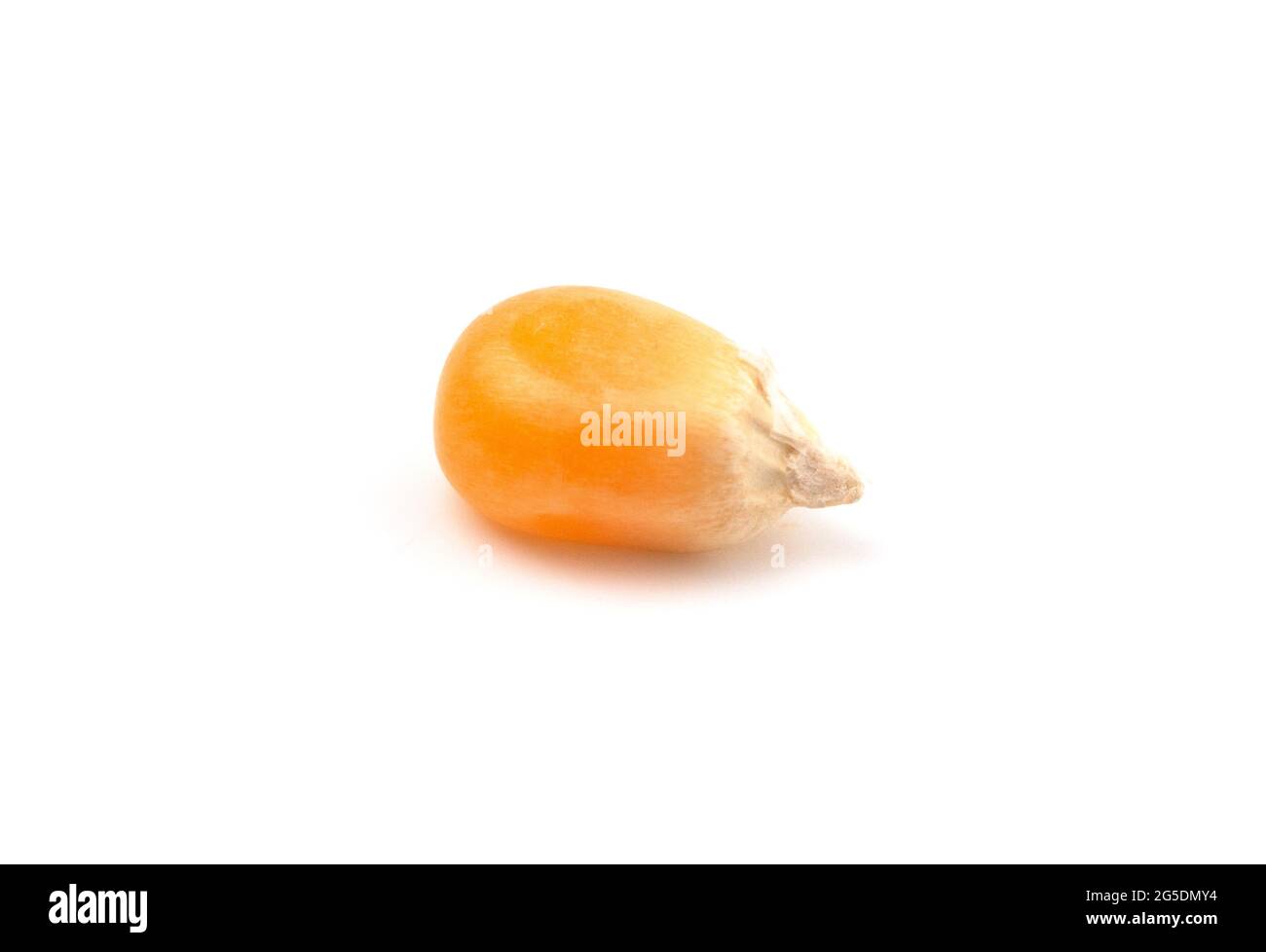 Unpopped Popcorn Kernals Stock Photo - Alamy