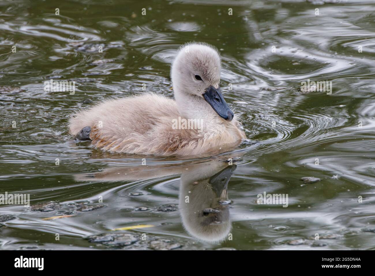 Backwell, England High Resolution Stock Photography and Images - Alamy