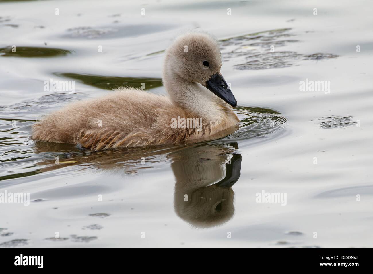 Backwell lake nature reserve Stock Photo - Alamy