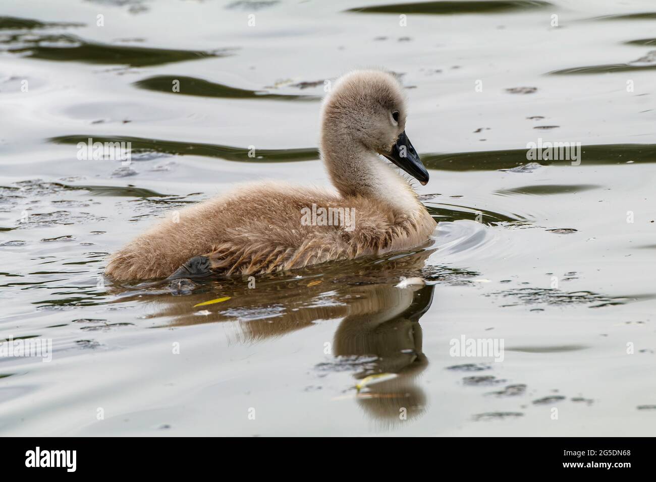Backwell, England High Resolution Stock Photography and Images - Alamy