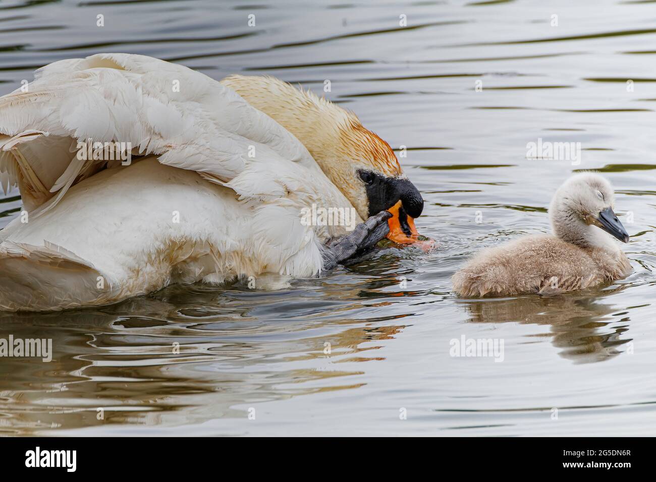 Backwell lake hi-res stock photography and images - Alamy