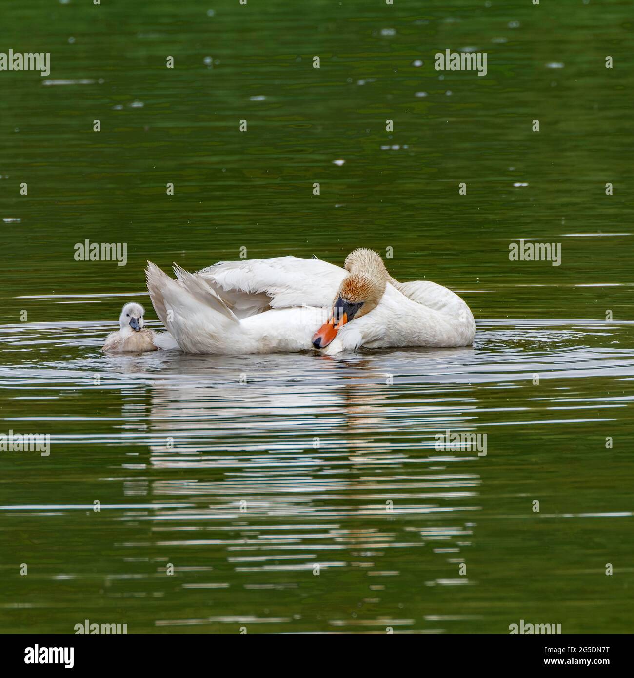 Backwell lake nature reserve hi-res stock photography and images - Alamy