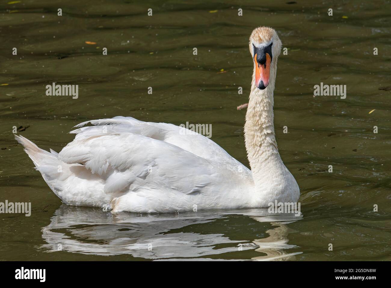Backwell, England High Resolution Stock Photography and Images - Alamy