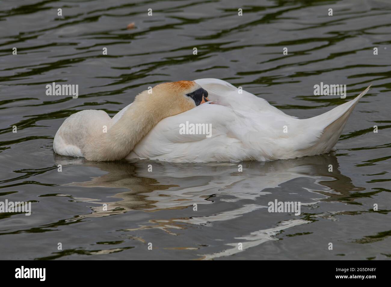 Backwell hi-res stock photography and images - Alamy