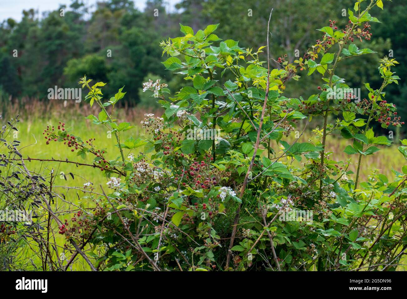Brombeer Hecke mit roten und schwarzen Beeren Stock Photo - Alamy