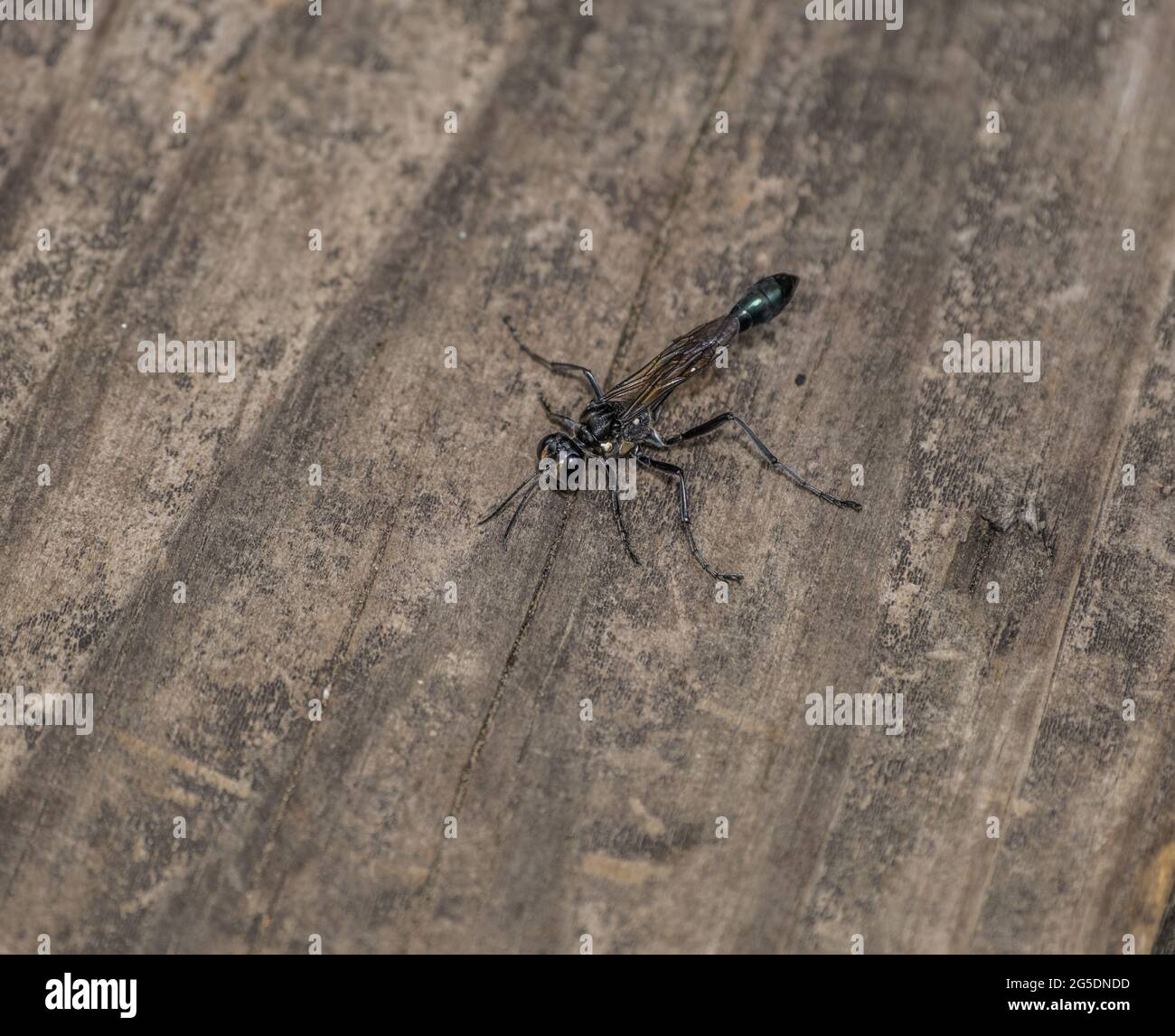 Digger wasp species hi-res stock photography and images - Alamy