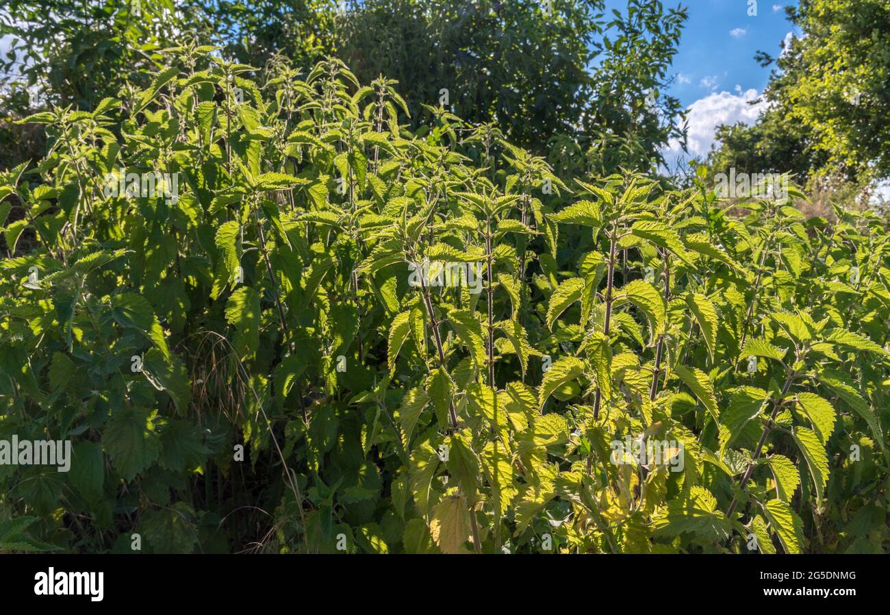 Big bush of nettle in backlight in the woods on blue summer sky Stock ...