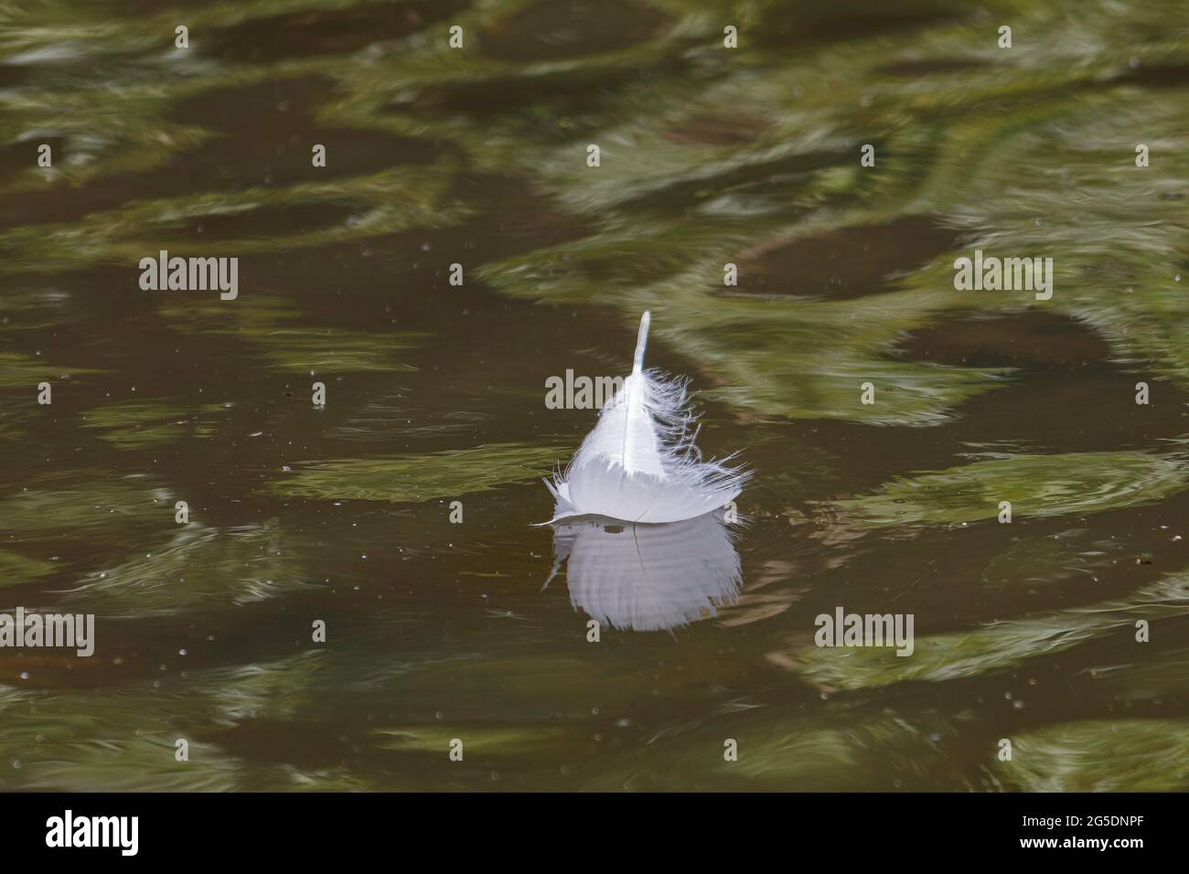 Feather floating hi-res stock photography and images - Alamy
