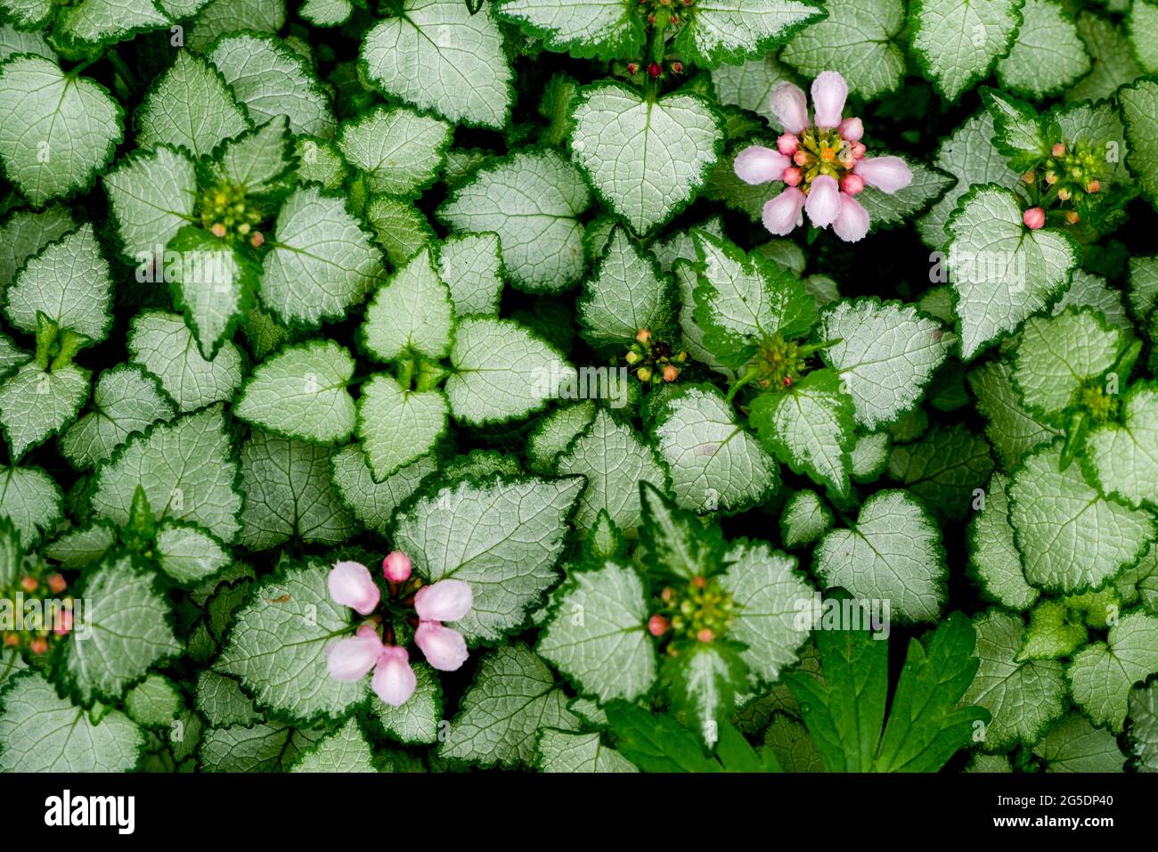 beautiful floral background. spotted dead-nettle grows on the ground ...