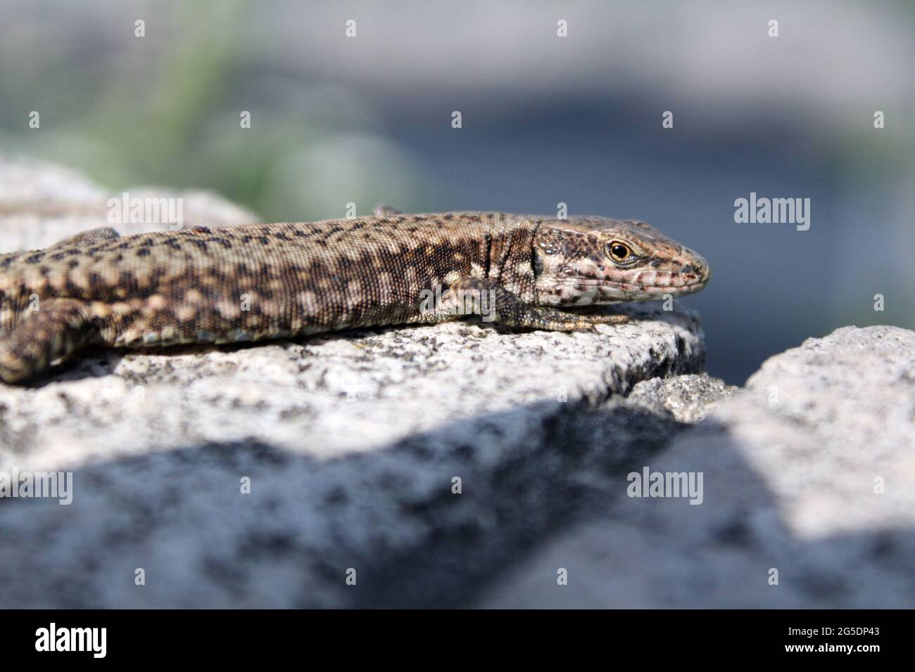 Lizardhead hi-res stock photography and images - Alamy