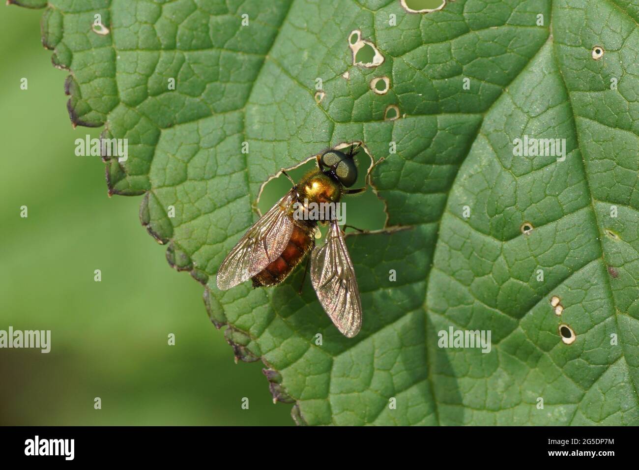 Male Chloromyia formosa on a leaf. Family: Soldierflies (Stratiomyidae ...